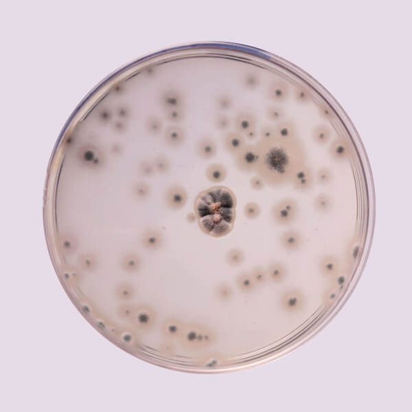 Himedia馬鈴薯葡萄糖瓊脂 ( PDA ) GM096