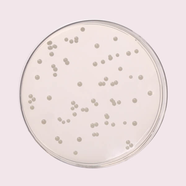 Himedia馬鈴薯葡萄糖瓊脂 ( PDA ) GM096